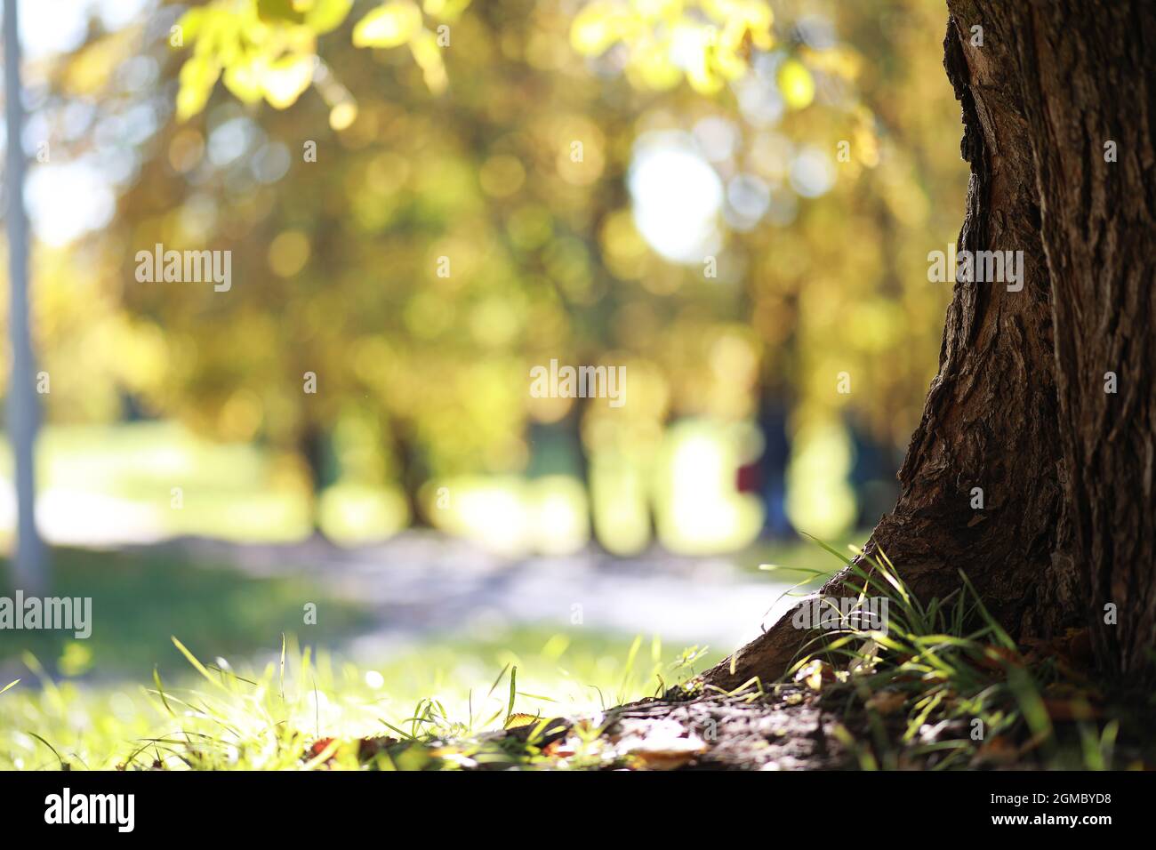 Autumn Park man walking along a path foliage Stock Photo - Alamy