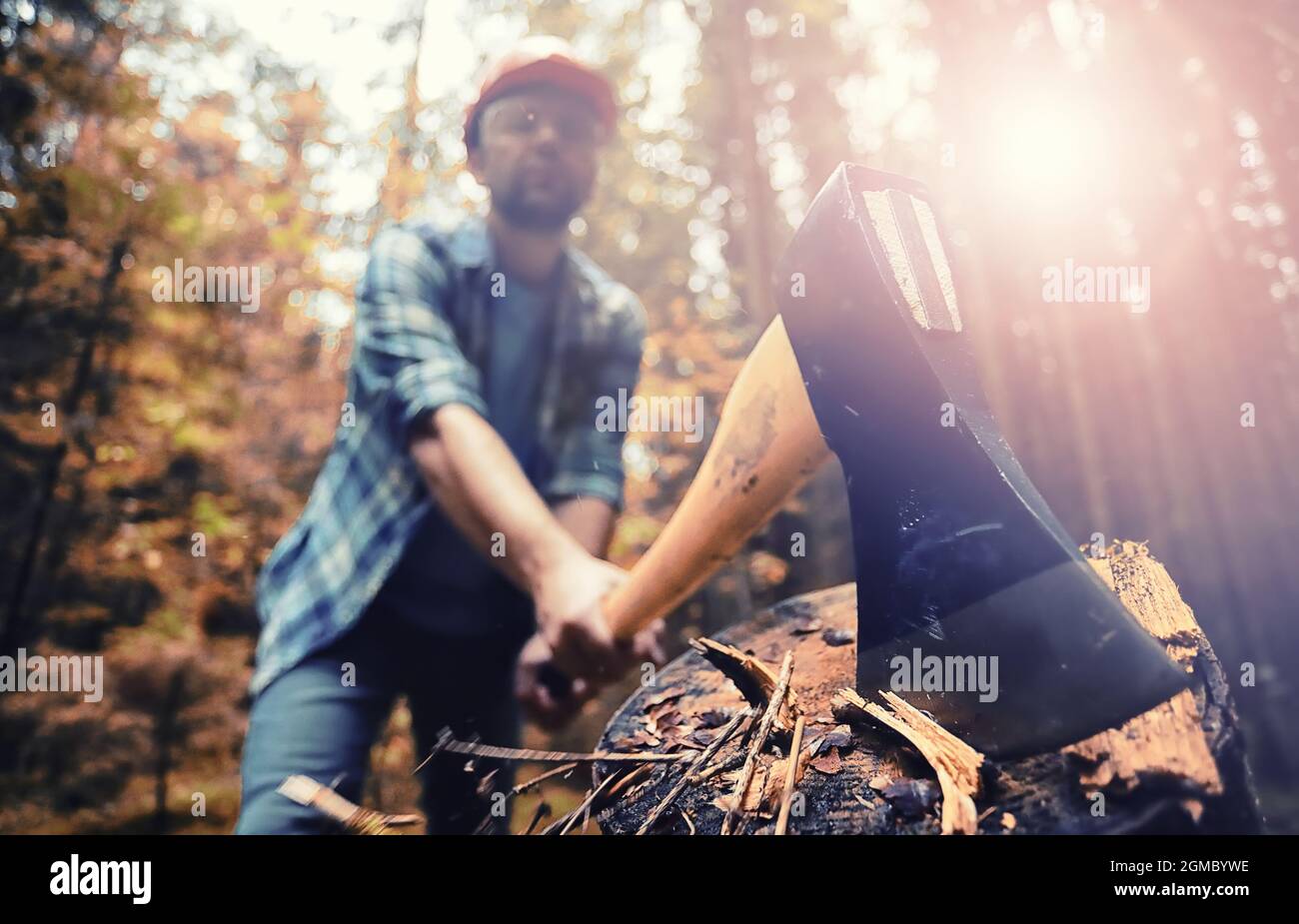 Male worker with ax chopping a tree in the forest Stock Photo - Alamy