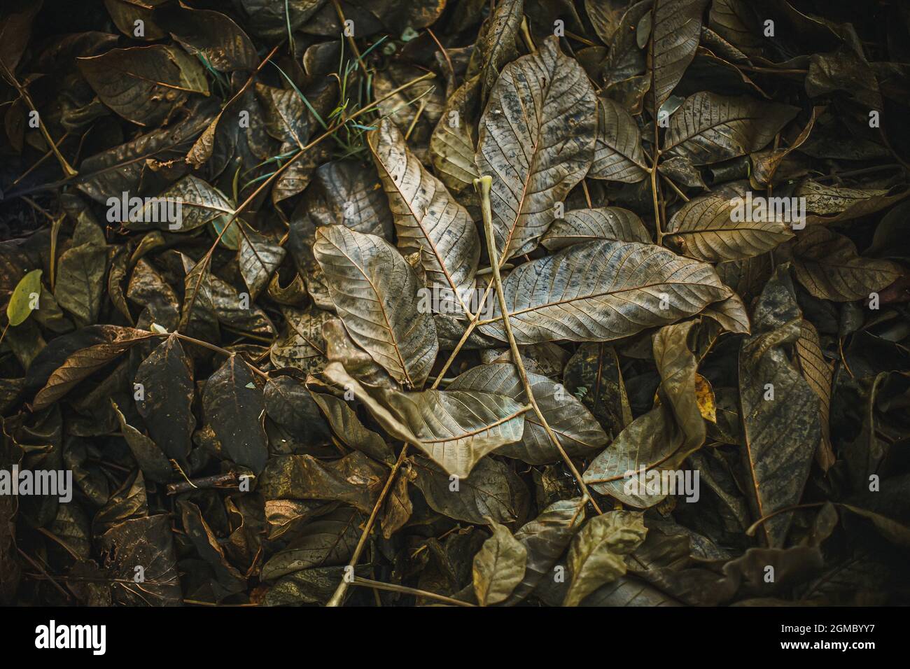 Dry blackened walnut leaves on ground in fall. Gloomy autumn background ...