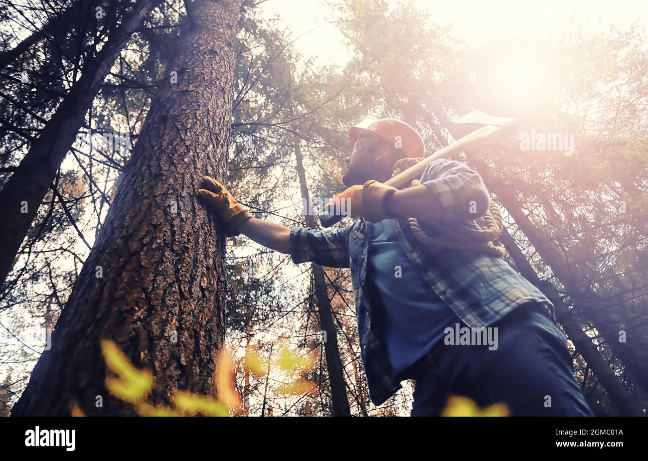 Male worker with ax chopping a tree in the forest Stock Photo - Alamy
