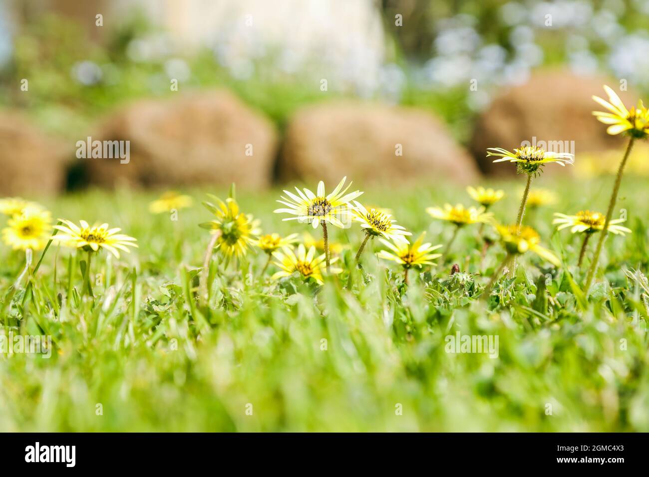 South african capeweed hi-res stock photography and images - Alamy
