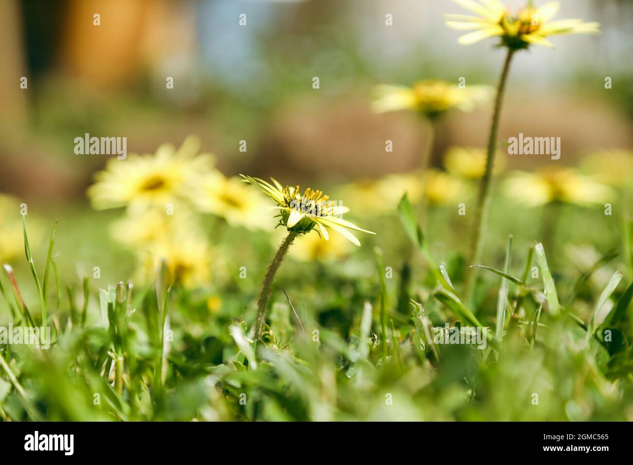 South African Capeweed High Resolution Stock Photography and Images - Alamy