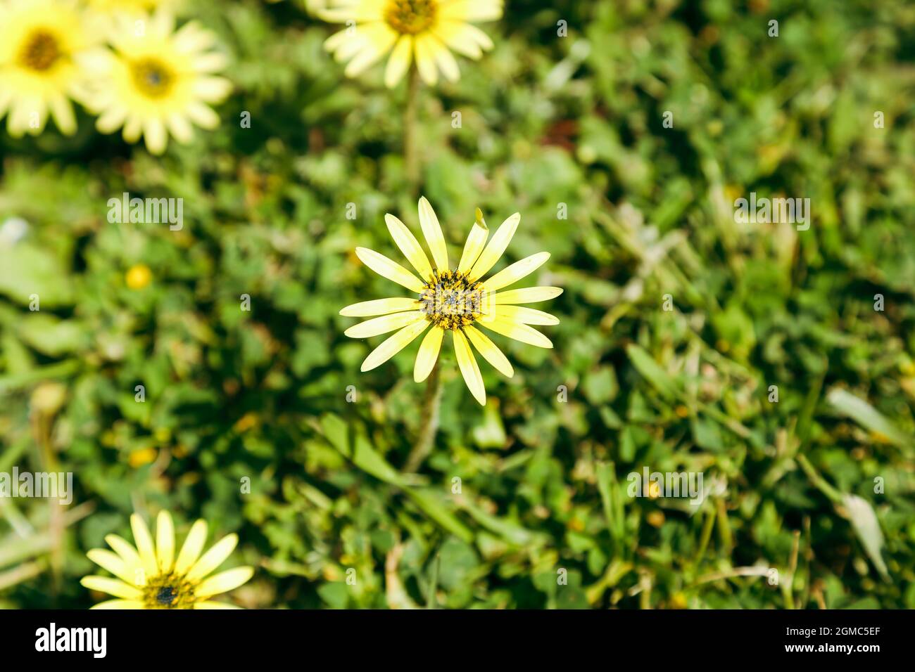 Australian summer weed hi-res stock photography and images - Alamy