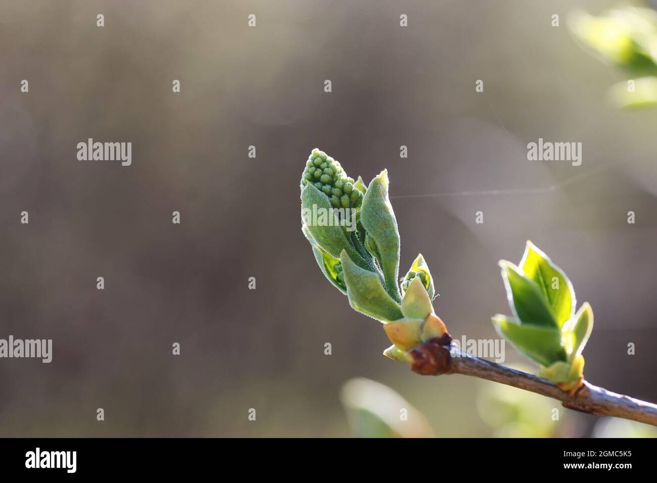 fresh spring leaves on a tree Stock Photo - Alamy