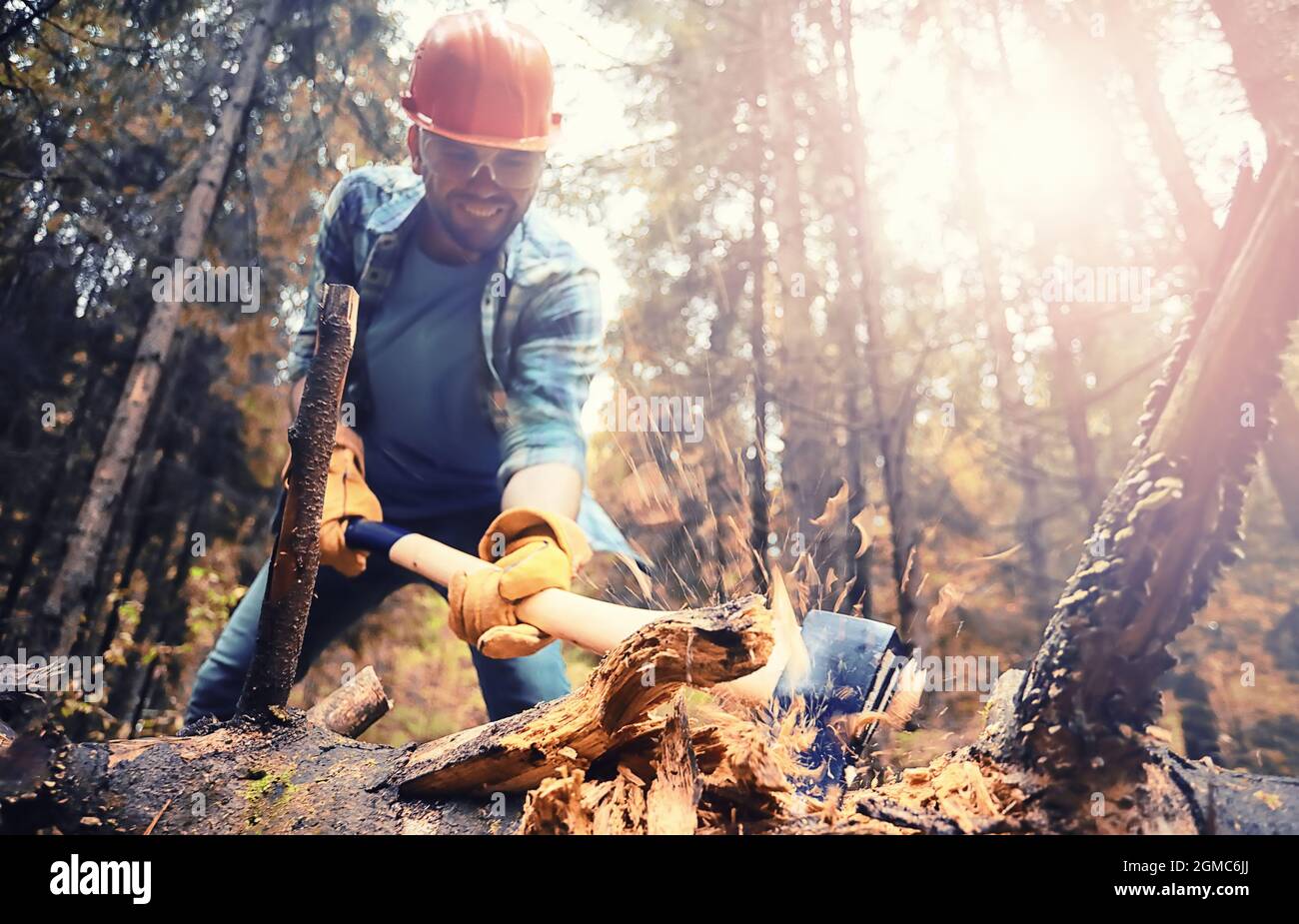 Male worker with ax chopping a tree in the forest Stock Photo - Alamy