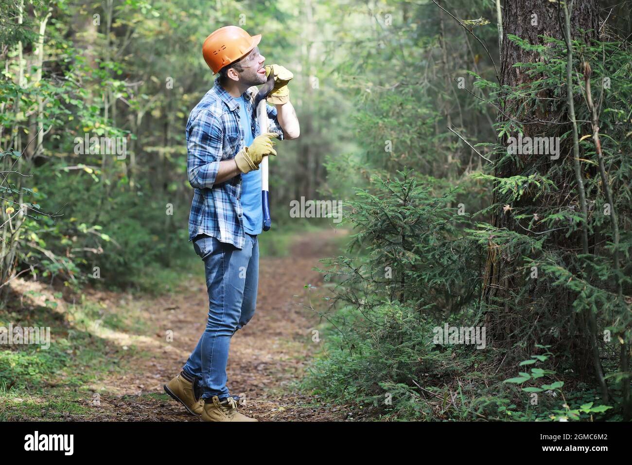 Male lumberjack in the forest. Professional woodcutter inspects trees ...