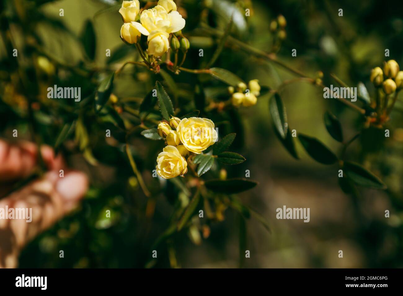 Rosa banksiae lady banks rose hi-res stock photography and images - Alamy