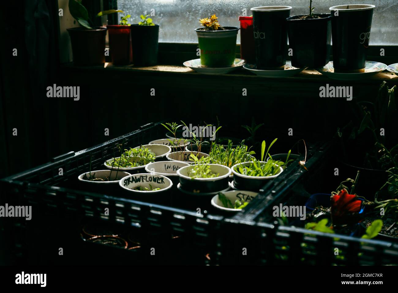 Cardboard house garden hi-res stock photography and images - Alamy