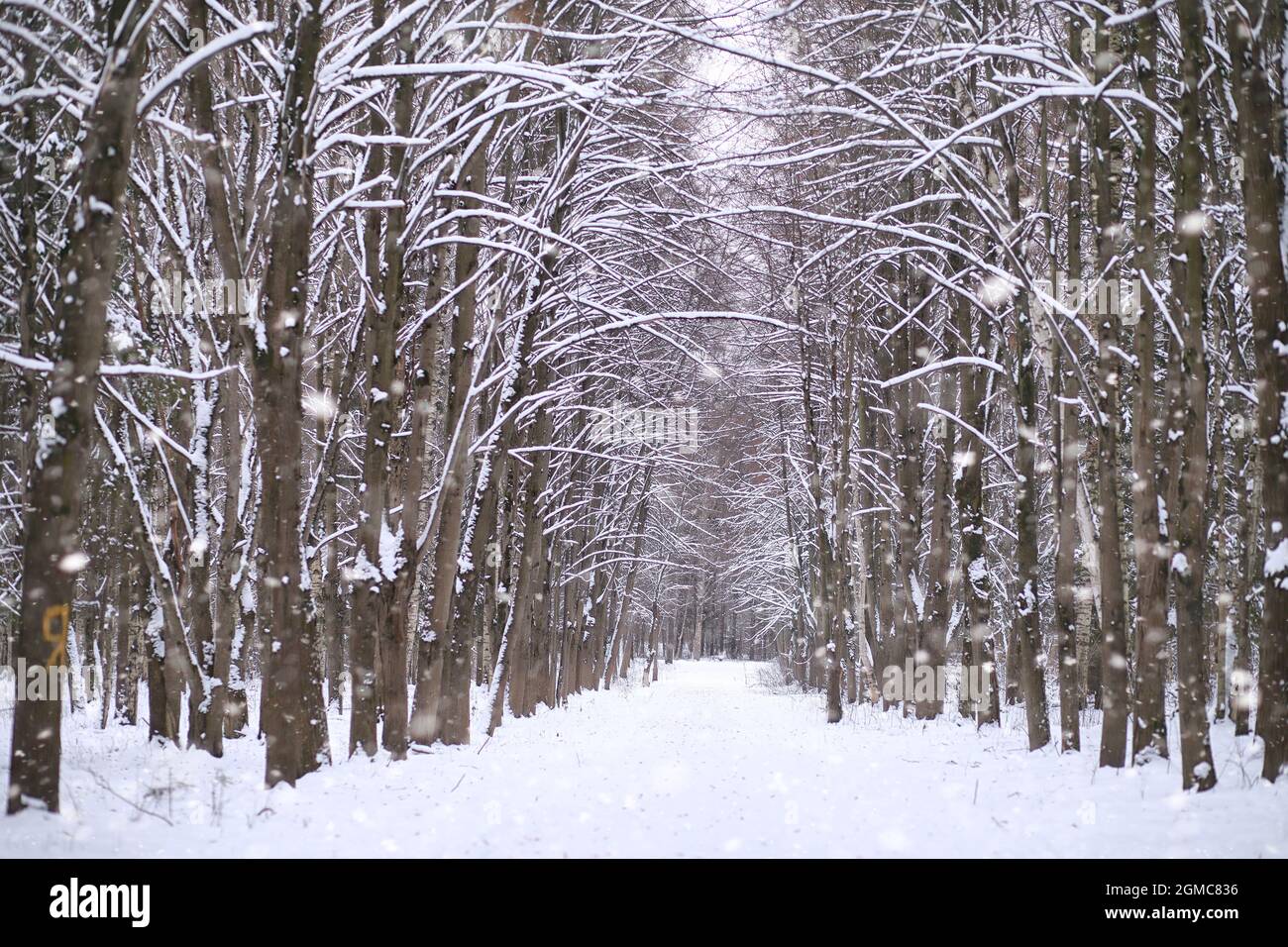 Winter fairy tale, a young mother and her daughter ride a sled in the ...