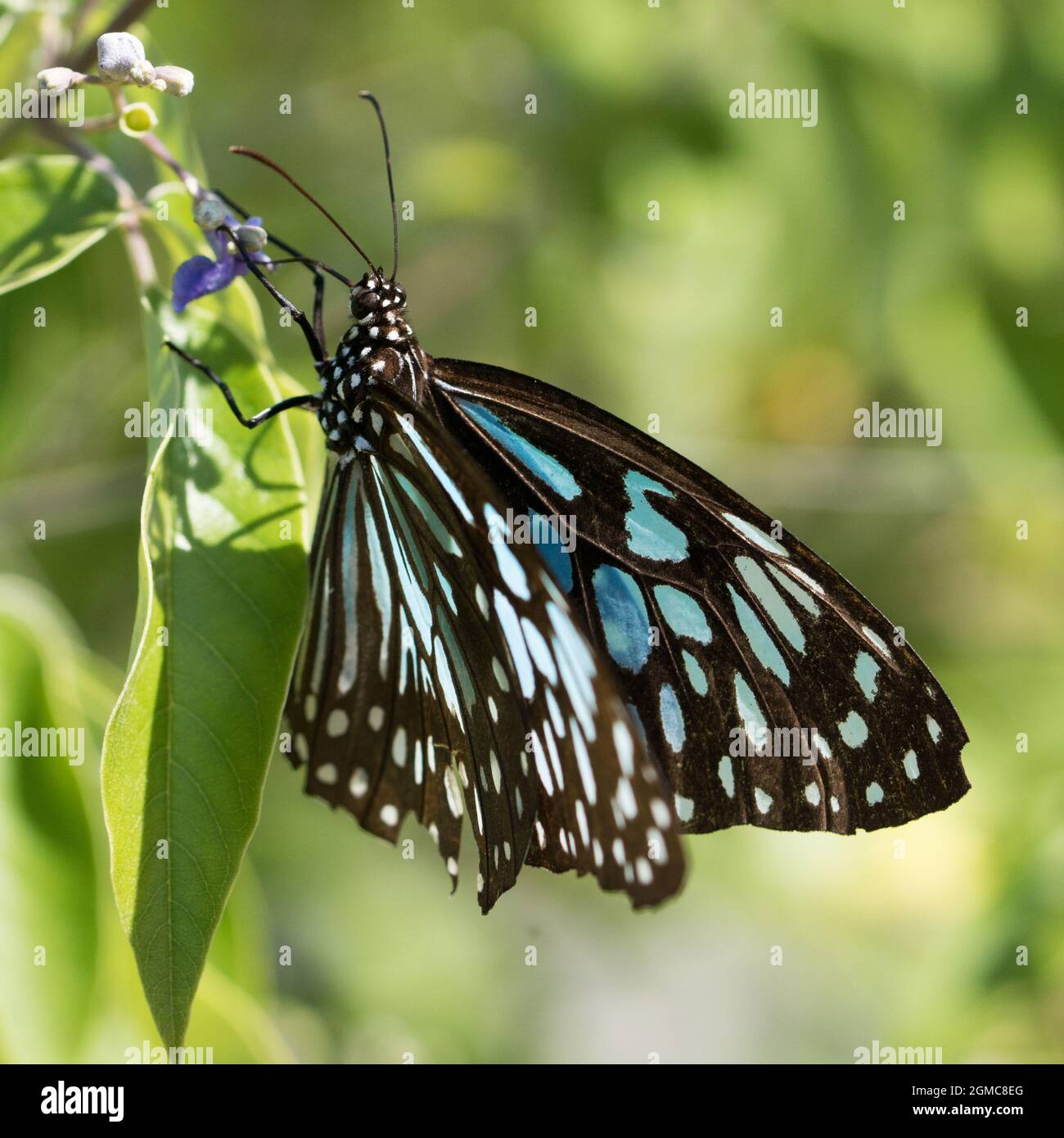 Black and blue butterfly hi-res stock photography and images - Alamy
