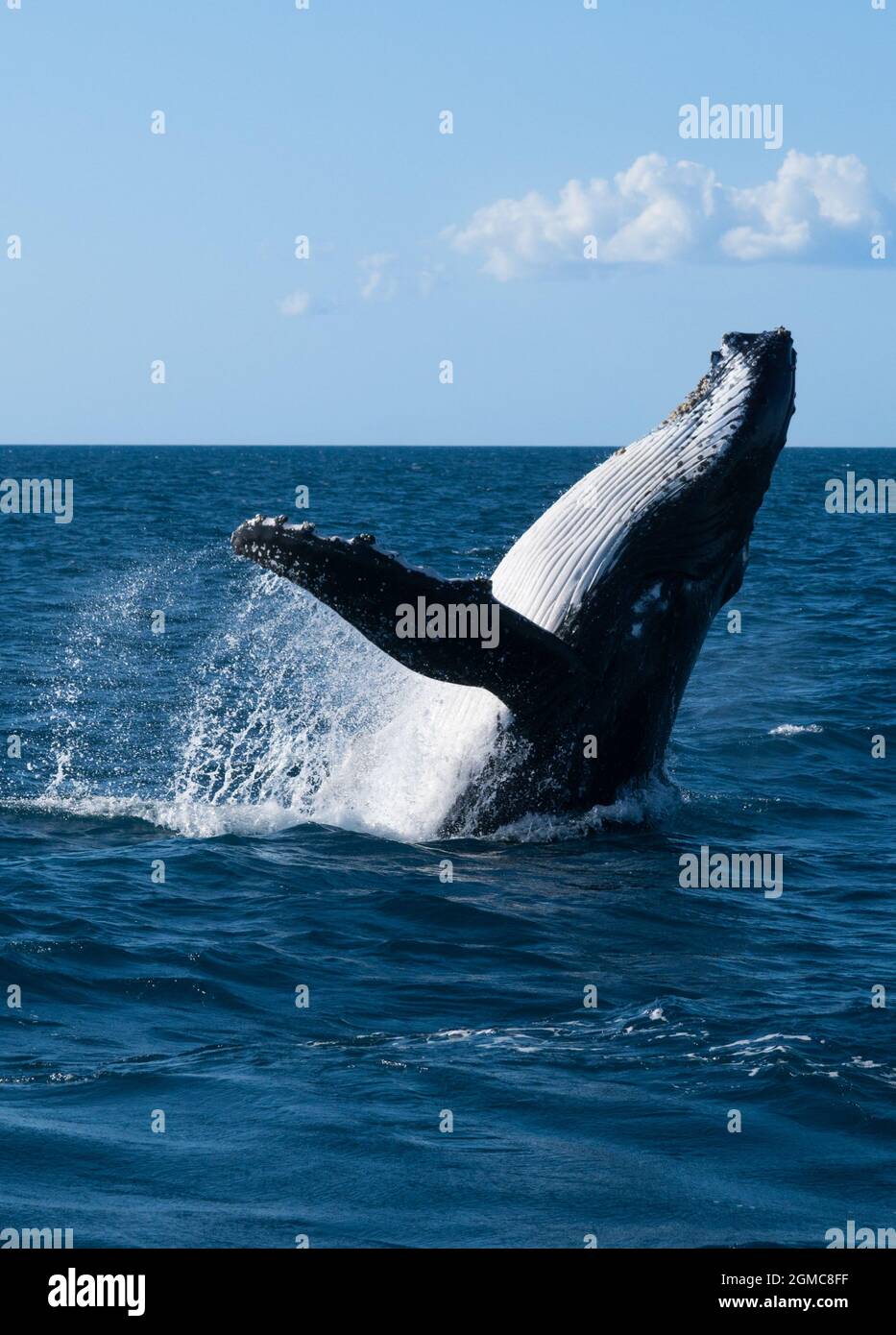 humpback jumping out of the water, east coast australia Stock Photo - Alamy