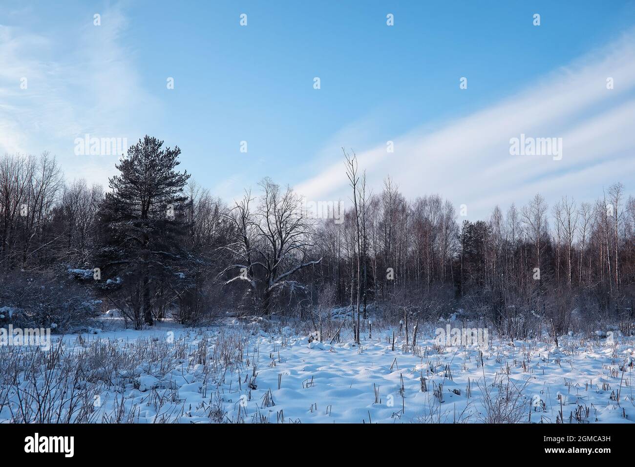 Winter forest landscape. Tall trees under snow cover. January frosty ...