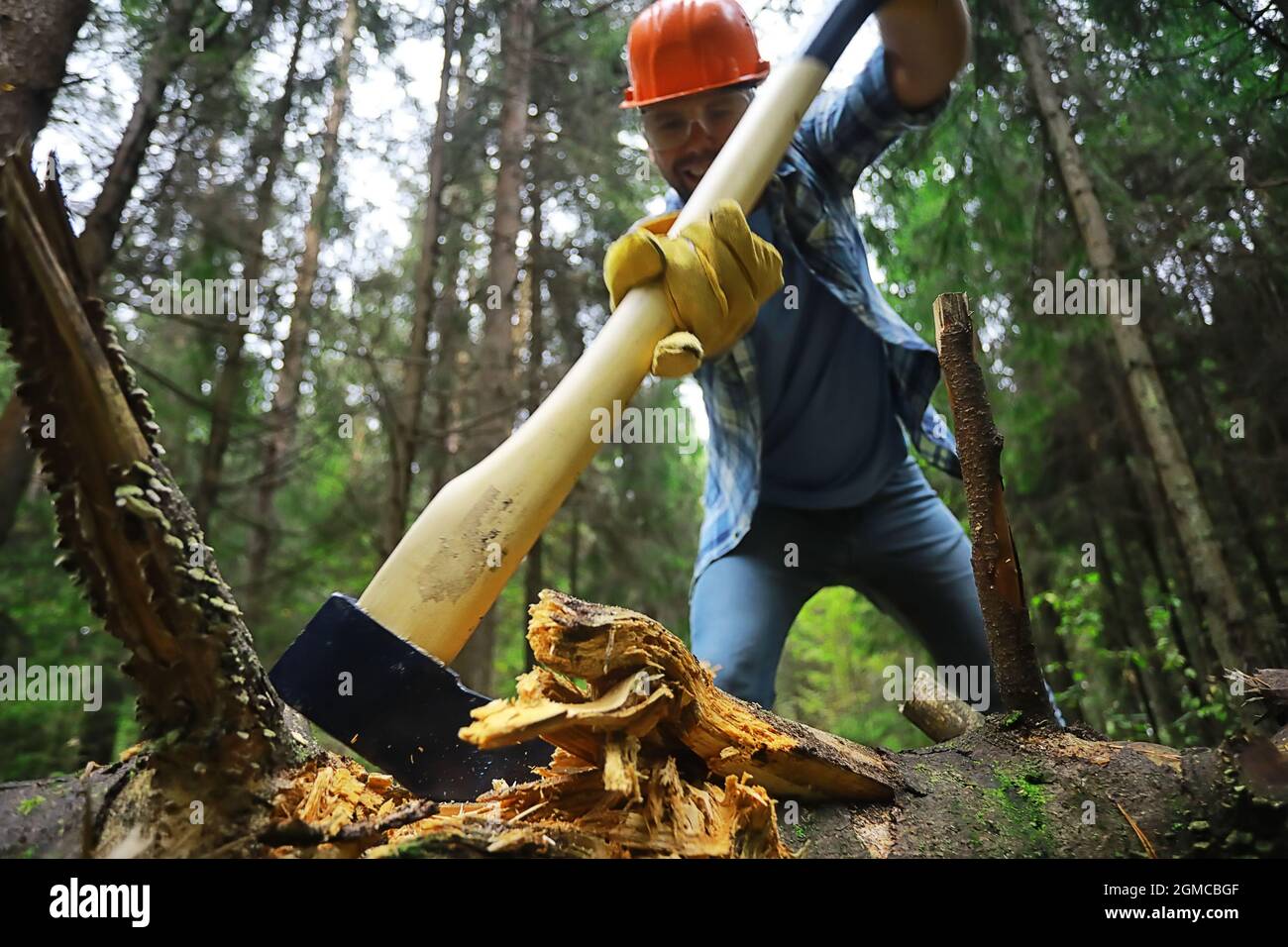 Male worker with ax chopping a tree in the forest Stock Photo - Alamy