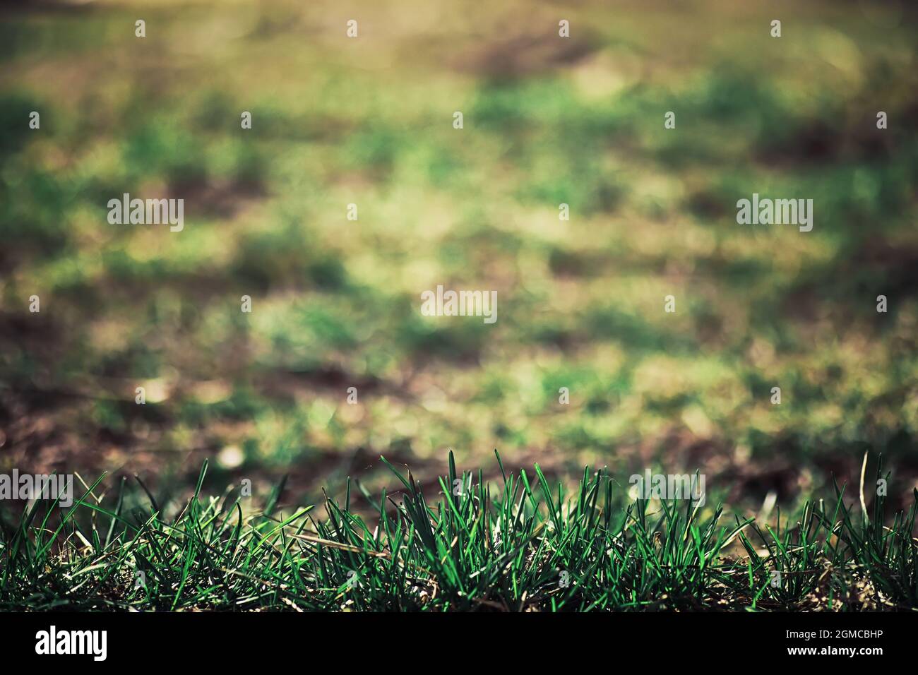 Bright spring greens at dawn in the forest. Nature comes to life in ...
