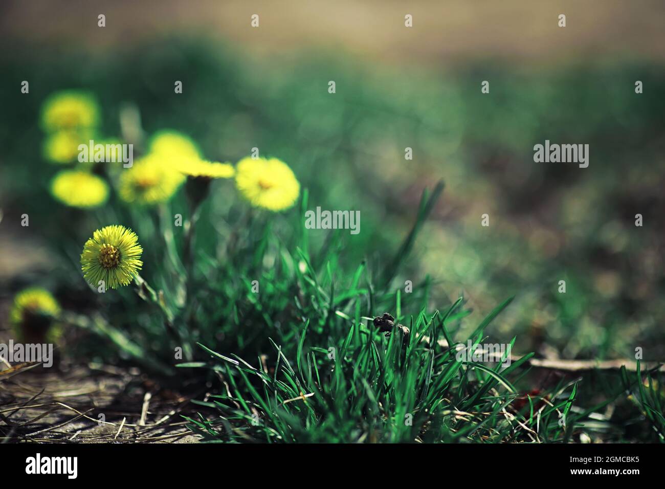 Bright spring greens at dawn in the forest. Nature comes to life in ...