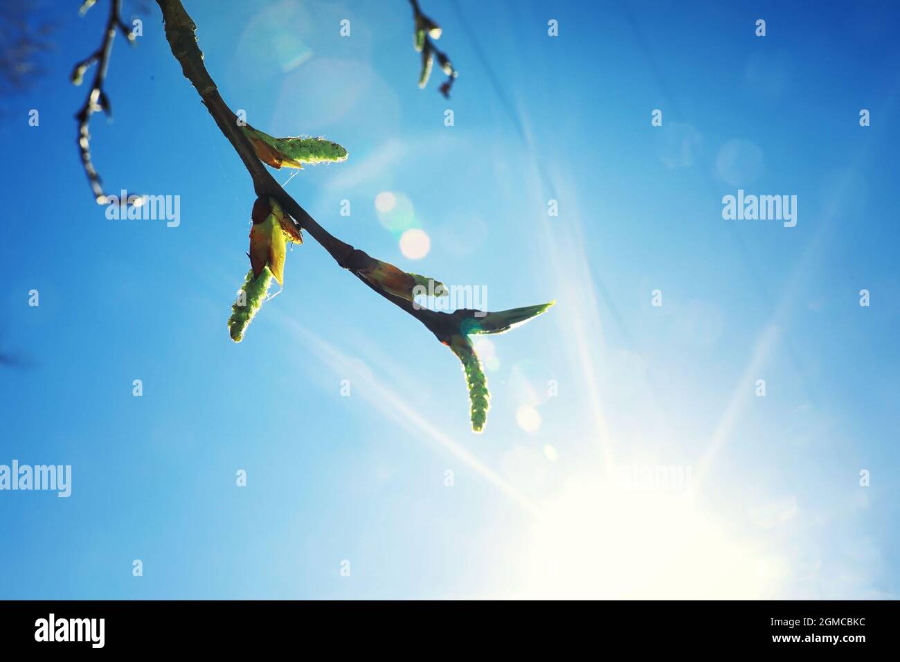 Bright spring greens at dawn in the forest. Nature comes to life in ...