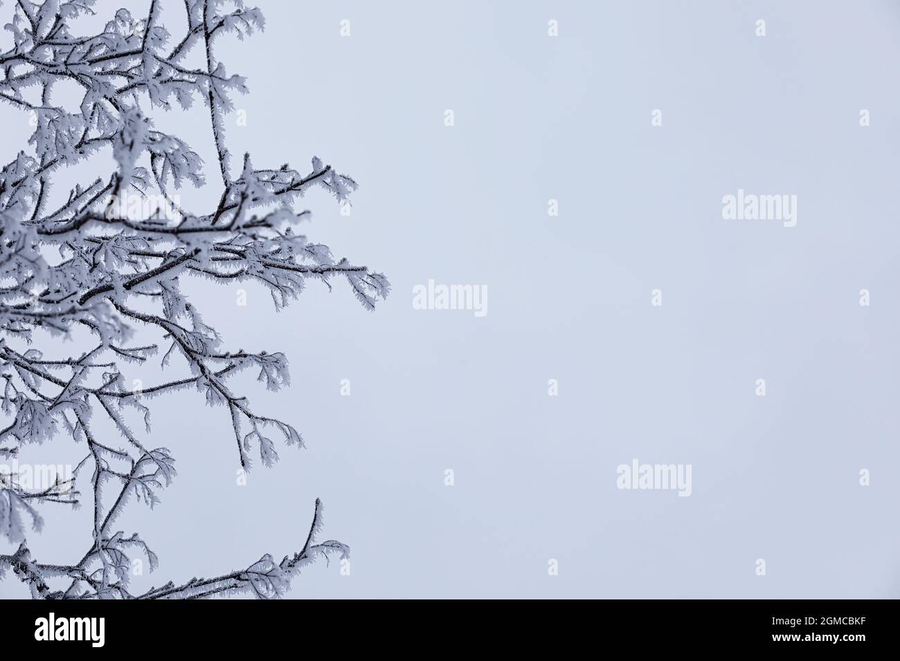 Winter forest landscape. Tall trees under snow cover. January frosty ...
