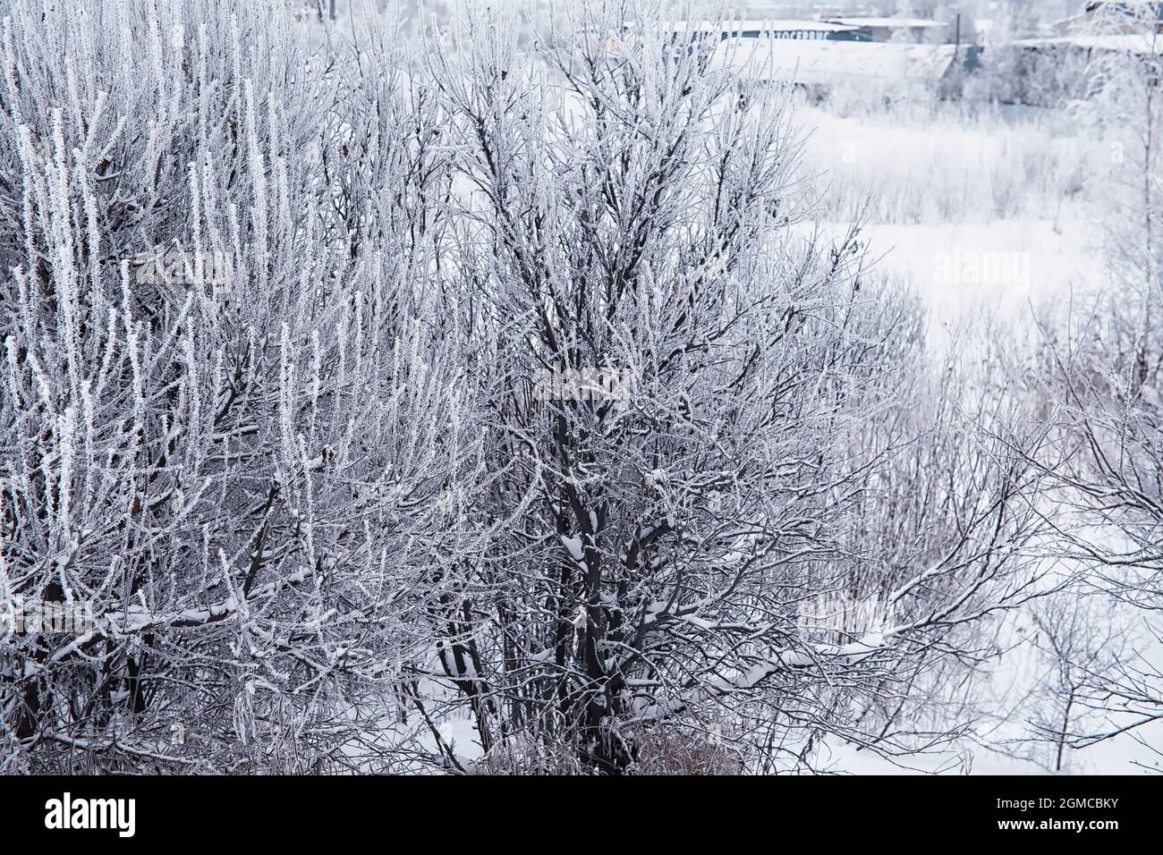 Winter forest landscape. Tall trees under snow cover. January frosty ...