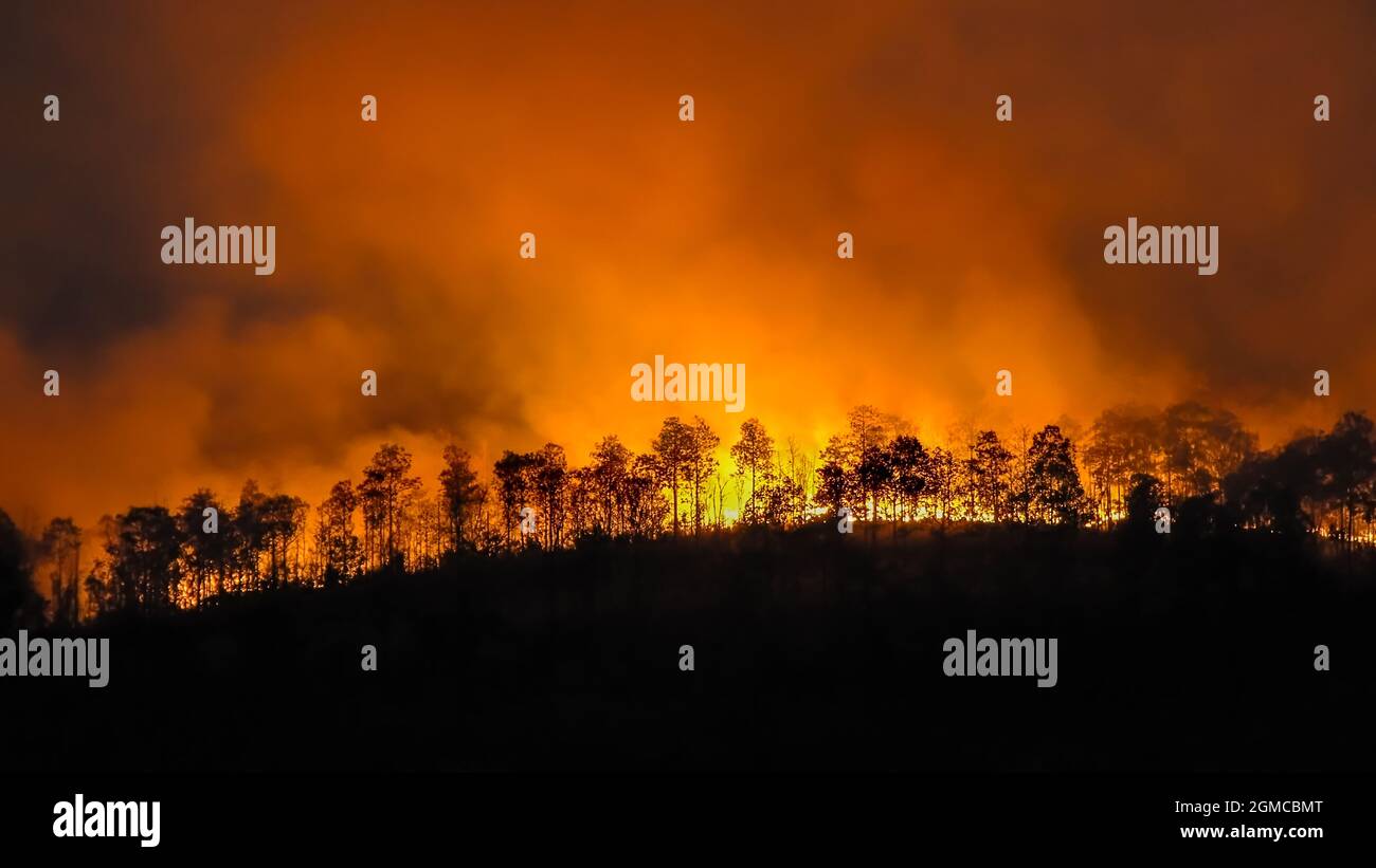 forest fire disaster is burning caused by humans Stock Photo - Alamy