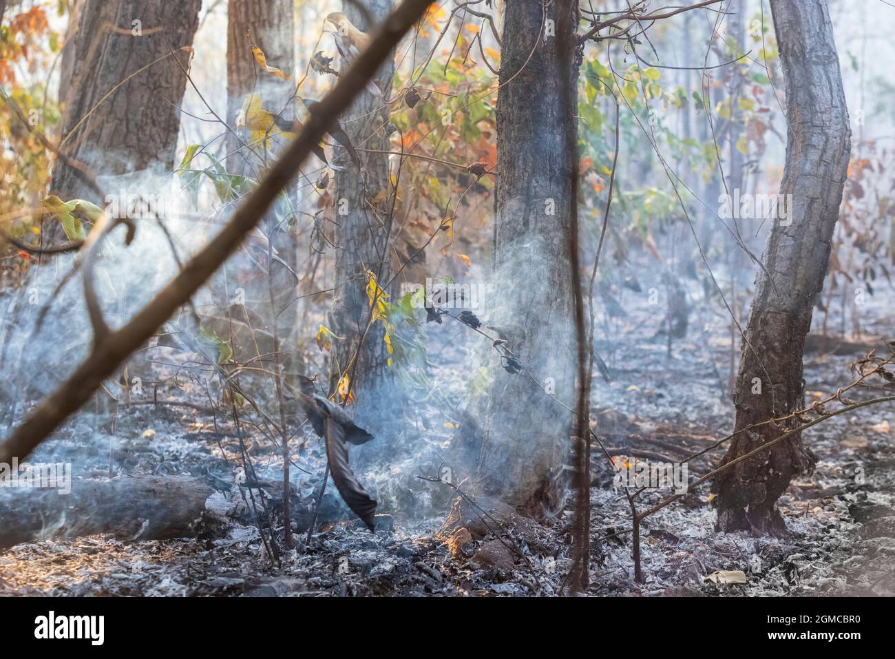 Amazon rain forest drought hi-res stock photography and images - Alamy