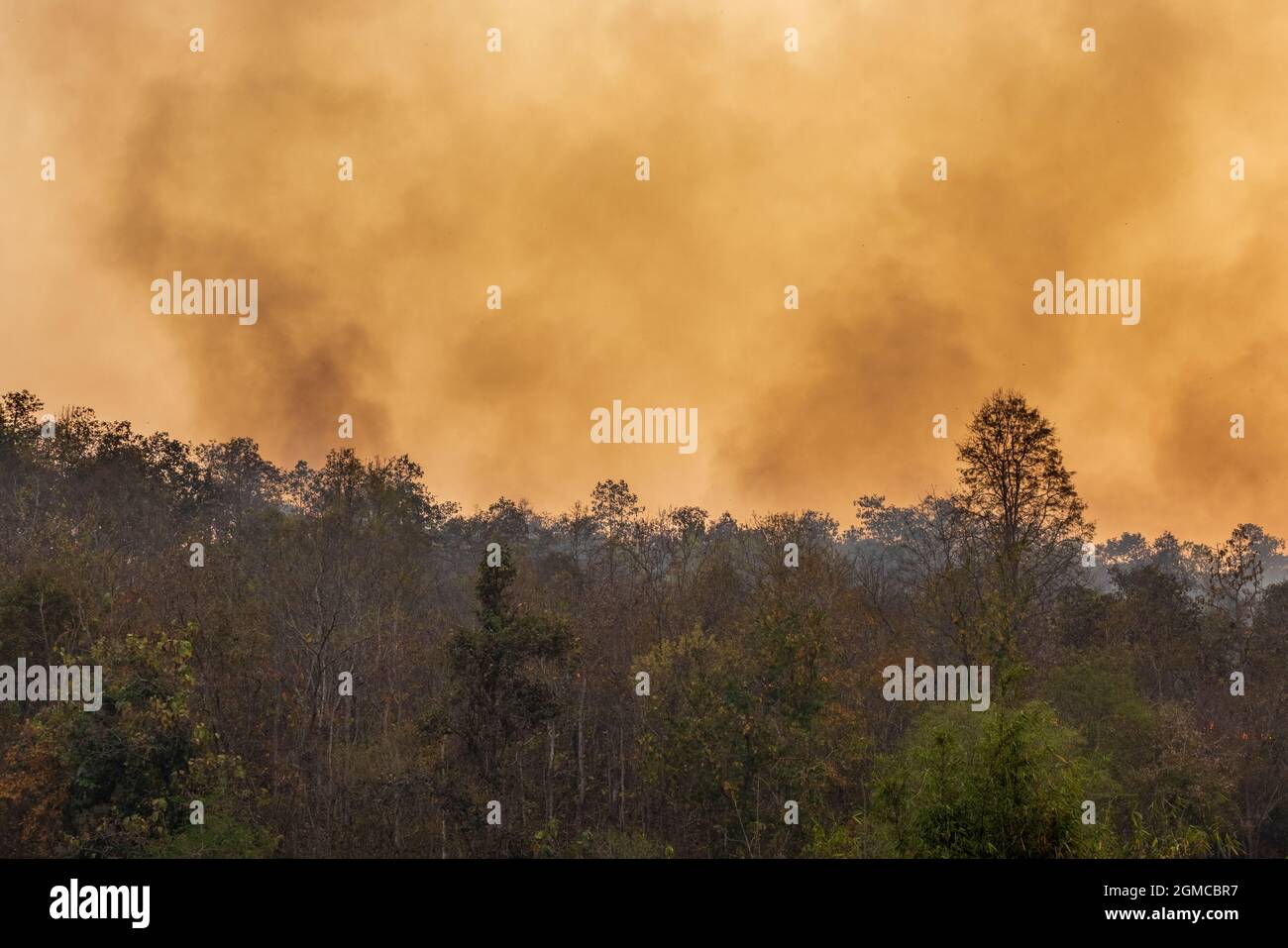 Forest fire disaster is burning caused by human Stock Photo - Alamy