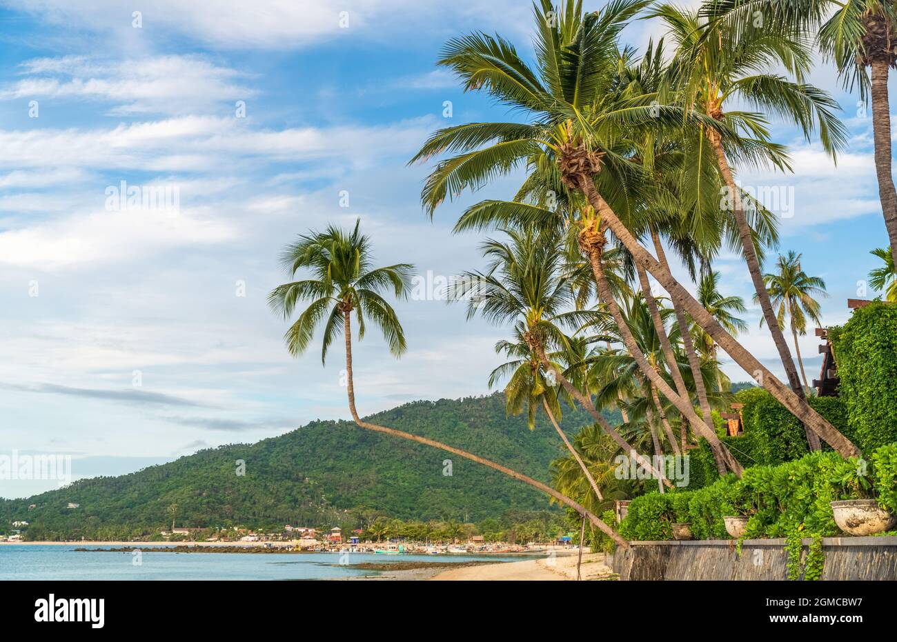 Tropical beach with coconut trees. Koh Samui, Thailand Stock Photo - Alamy