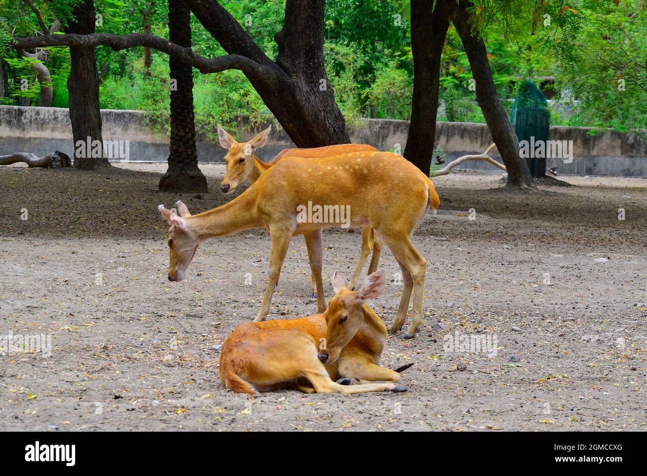 Wildlife group portrait hi-res stock photography and images - Alamy