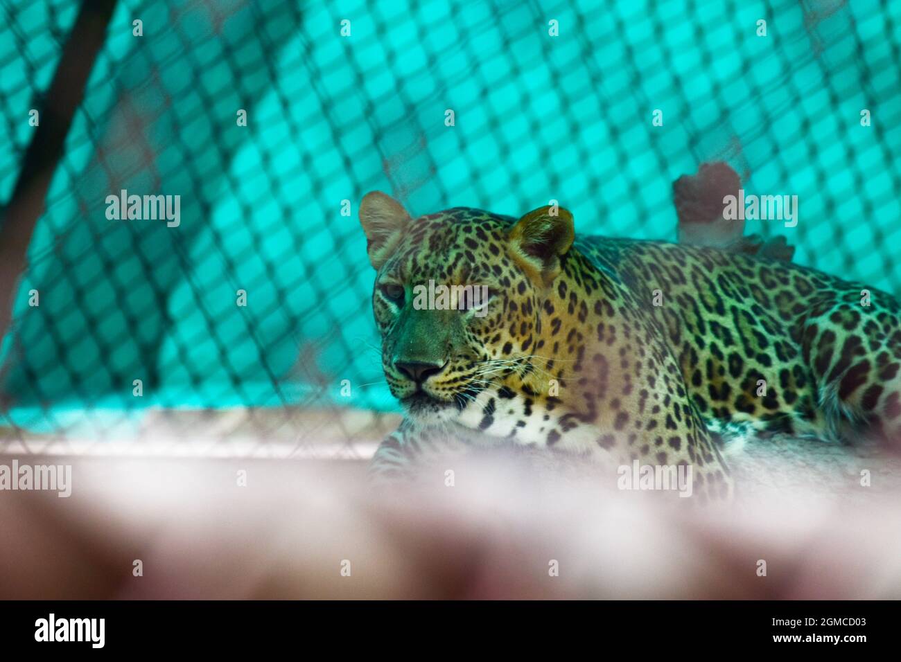 jaguar big cat in cage, wildlife animal Stock Photo - Alamy
