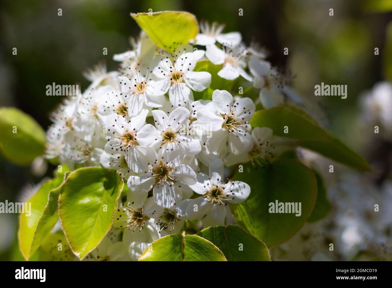 Manchurian pear hi-res stock photography and images - Alamy