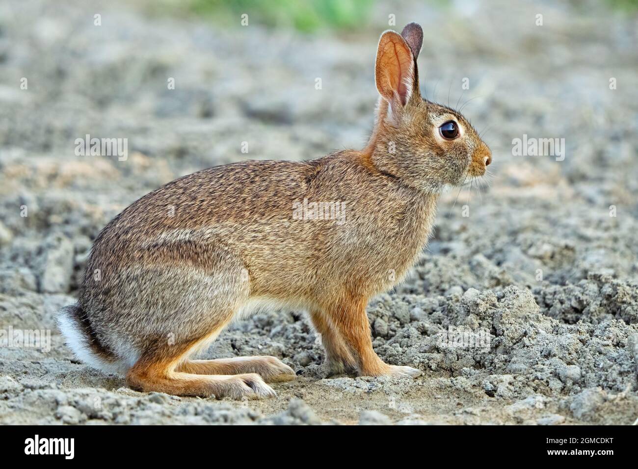 Baby bunny eastern cottontail hi-res stock photography and images - Alamy