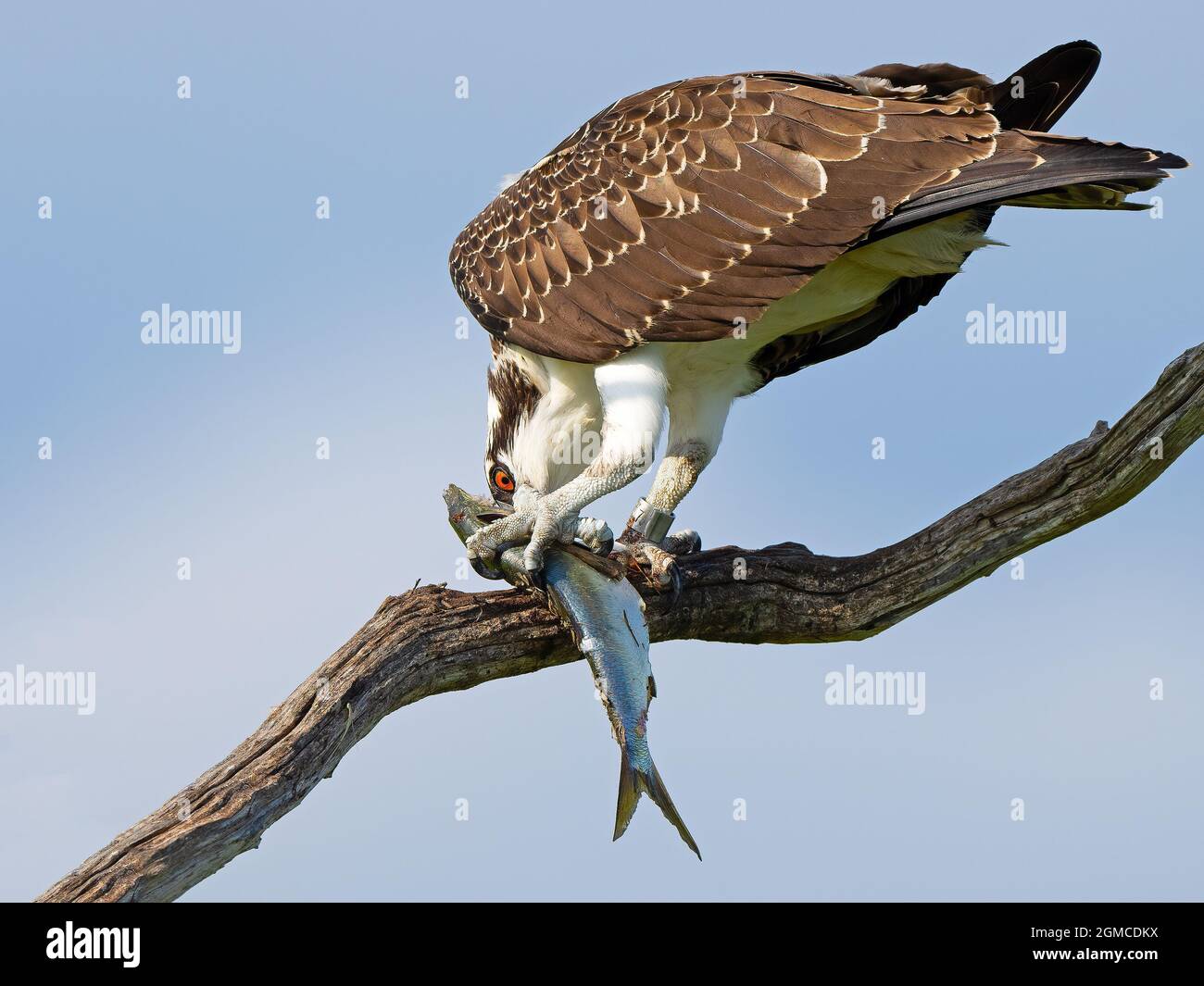 Juvenile Osprey Eating Fish in Tree Stock Photo - Alamy