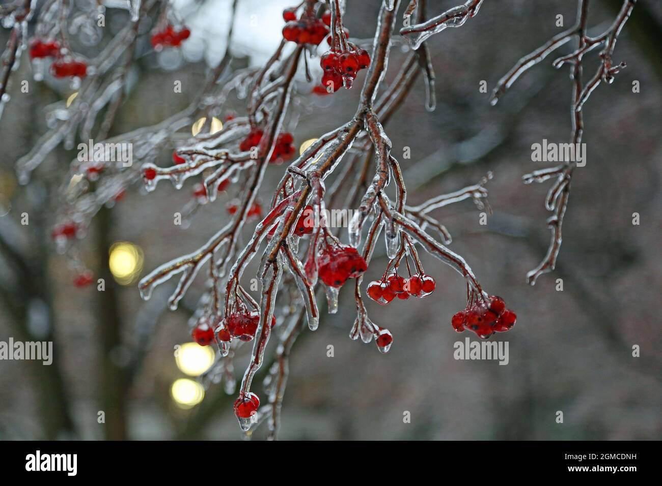 Frozen Mountain ash fruits - Toledo, Ohio Stock Photo - Alamy
