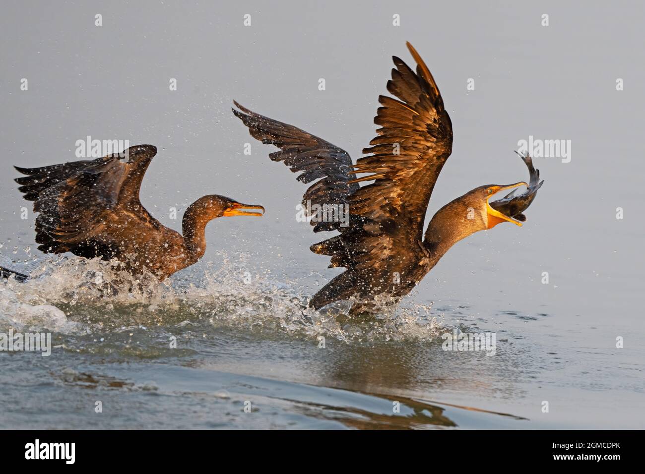 Double crested cormorant pair hi-res stock photography and images - Alamy