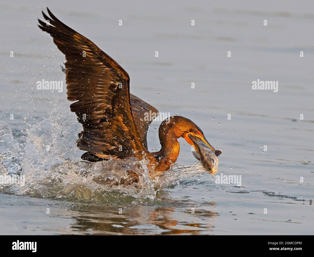 Double-crested Cormorant with a Large Fish Stock Photo - Alamy