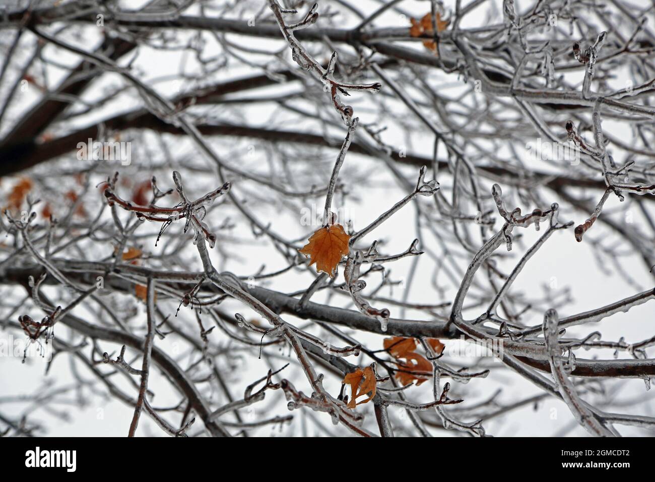 Ohio maple hi-res stock photography and images - Alamy
