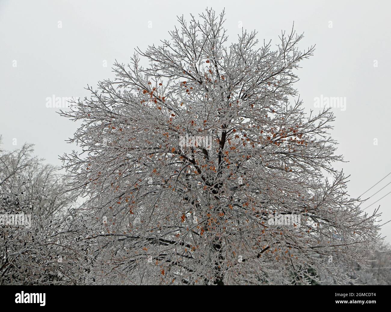 Maple tree in ice - Toledo, Ohio Stock Photo - Alamy