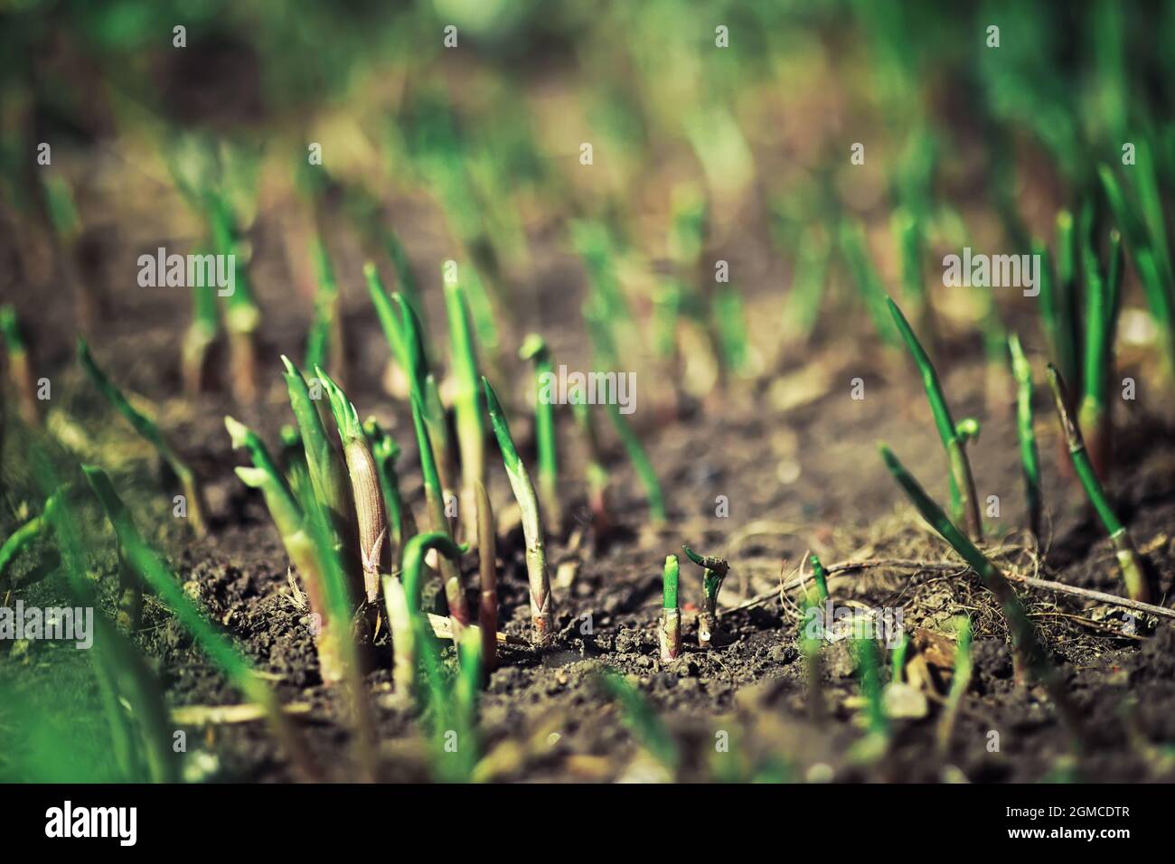 Bright spring greens at dawn in the forest. Nature comes to life in ...