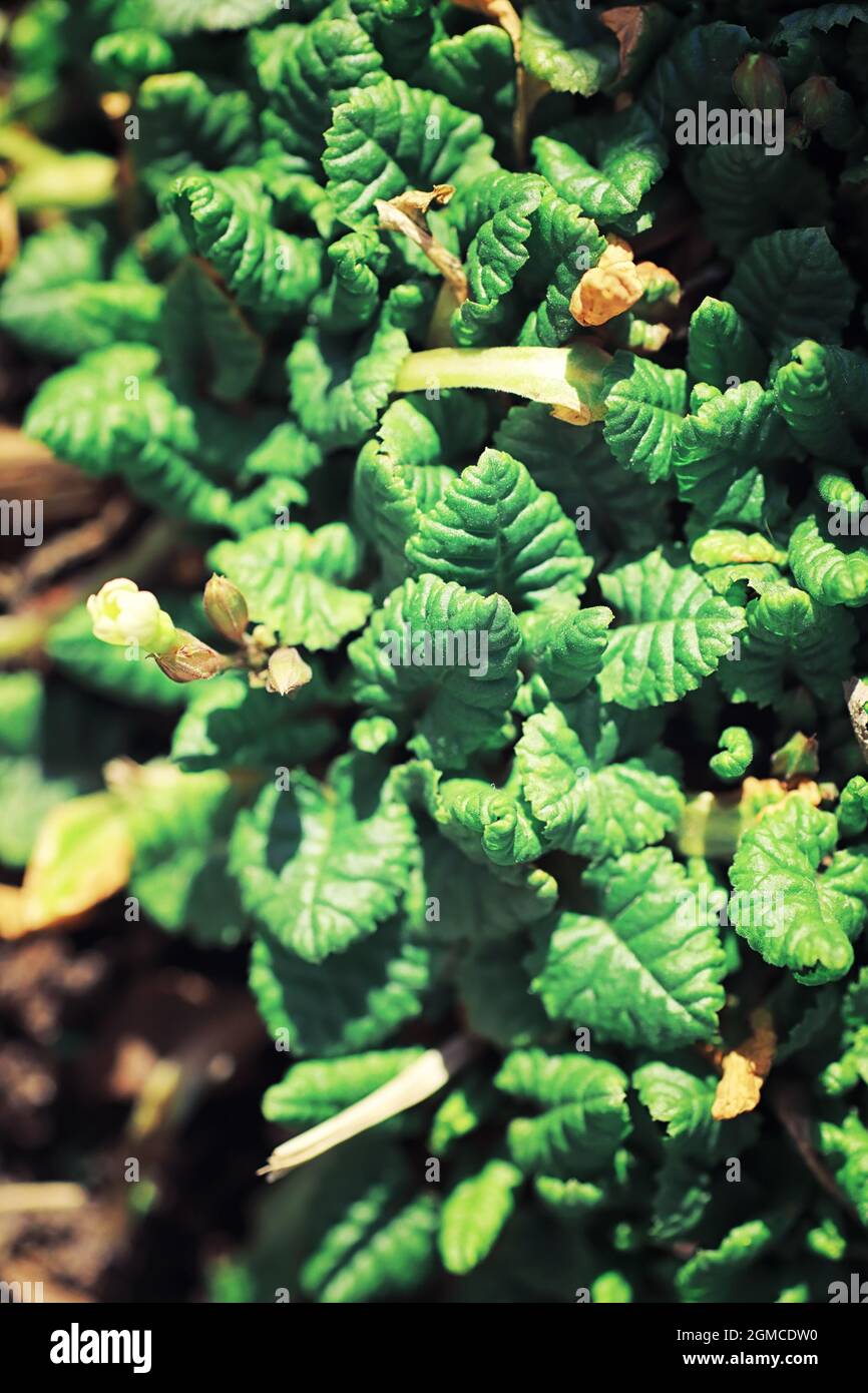 Bright spring greens at dawn in the forest. Nature comes to life in ...