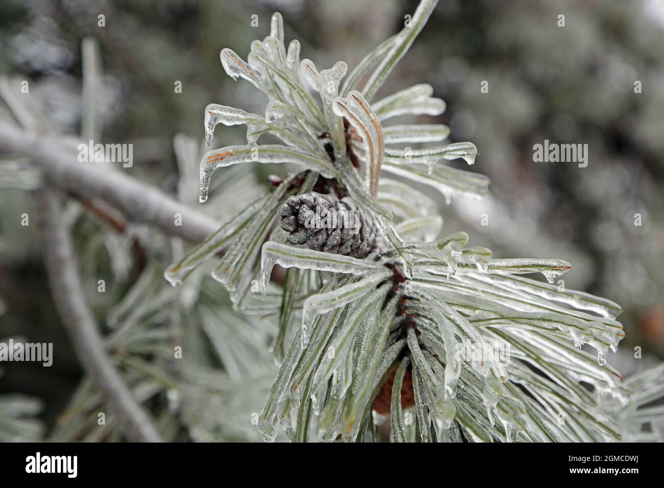 Frozen needles hi-res stock photography and images - Alamy