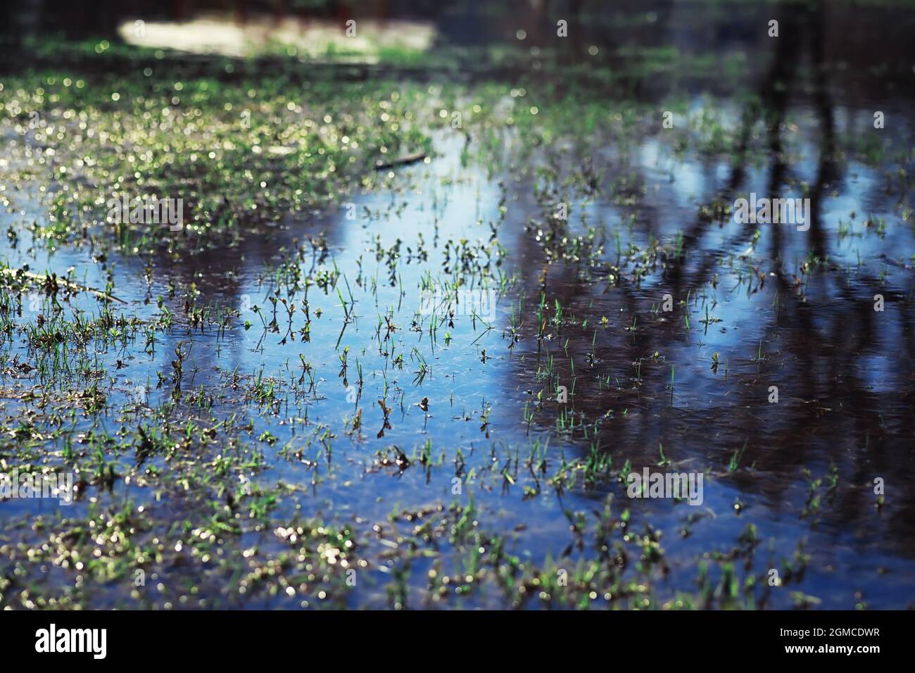 Bright spring greens at dawn in the forest. Nature comes to life in ...