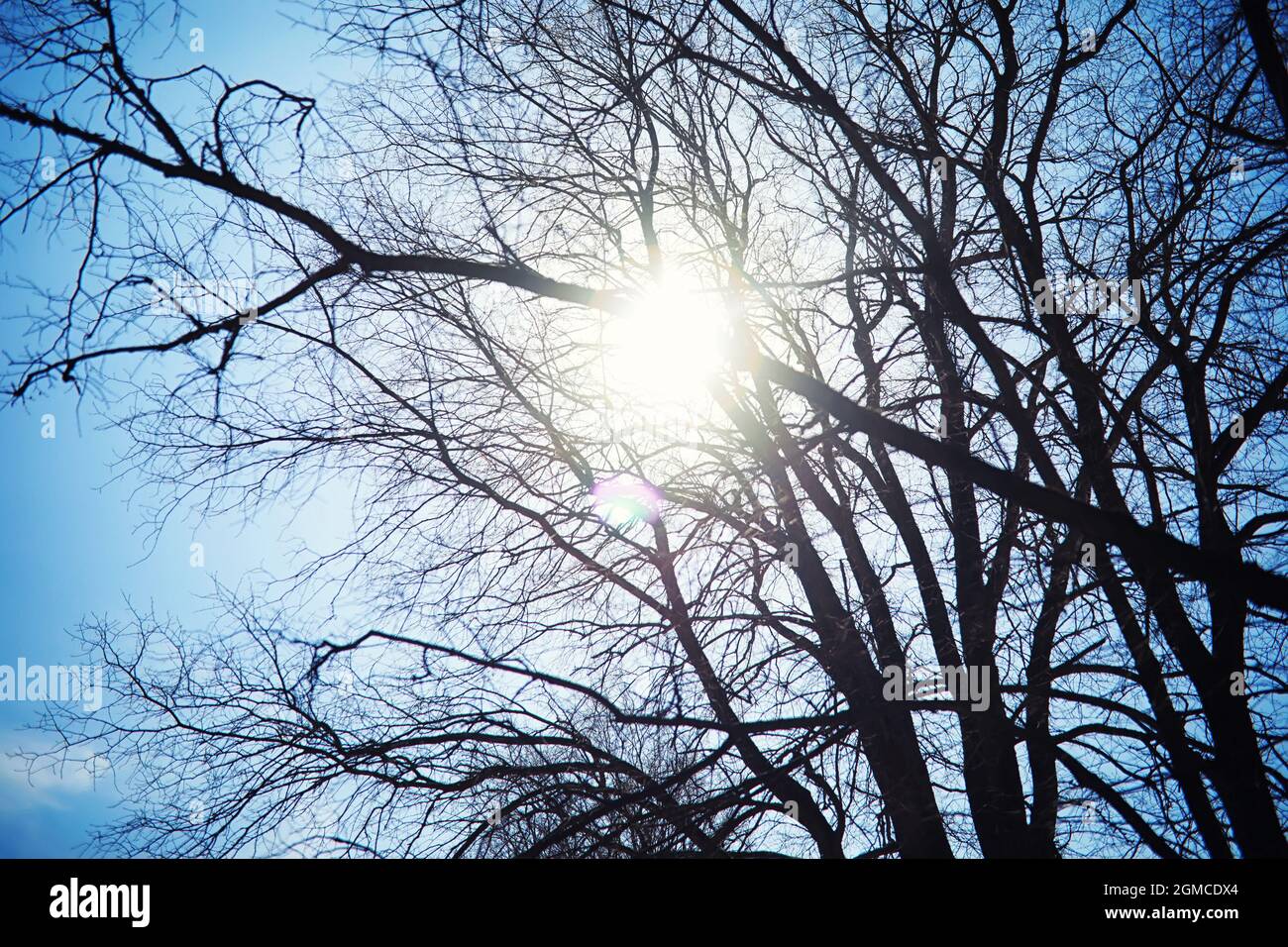 Bright spring greens at dawn in the forest. Nature comes to life in ...