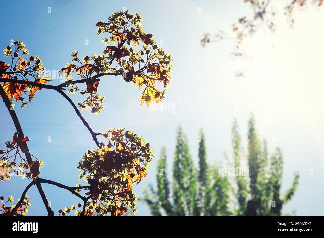 Bright spring greens at dawn in the forest. Nature comes to life in ...