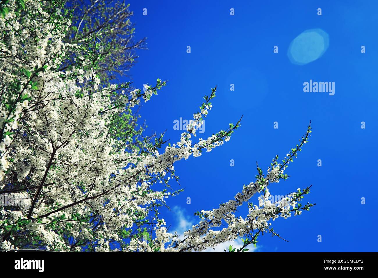 Bright spring greens at dawn in the forest. Nature comes to life in ...