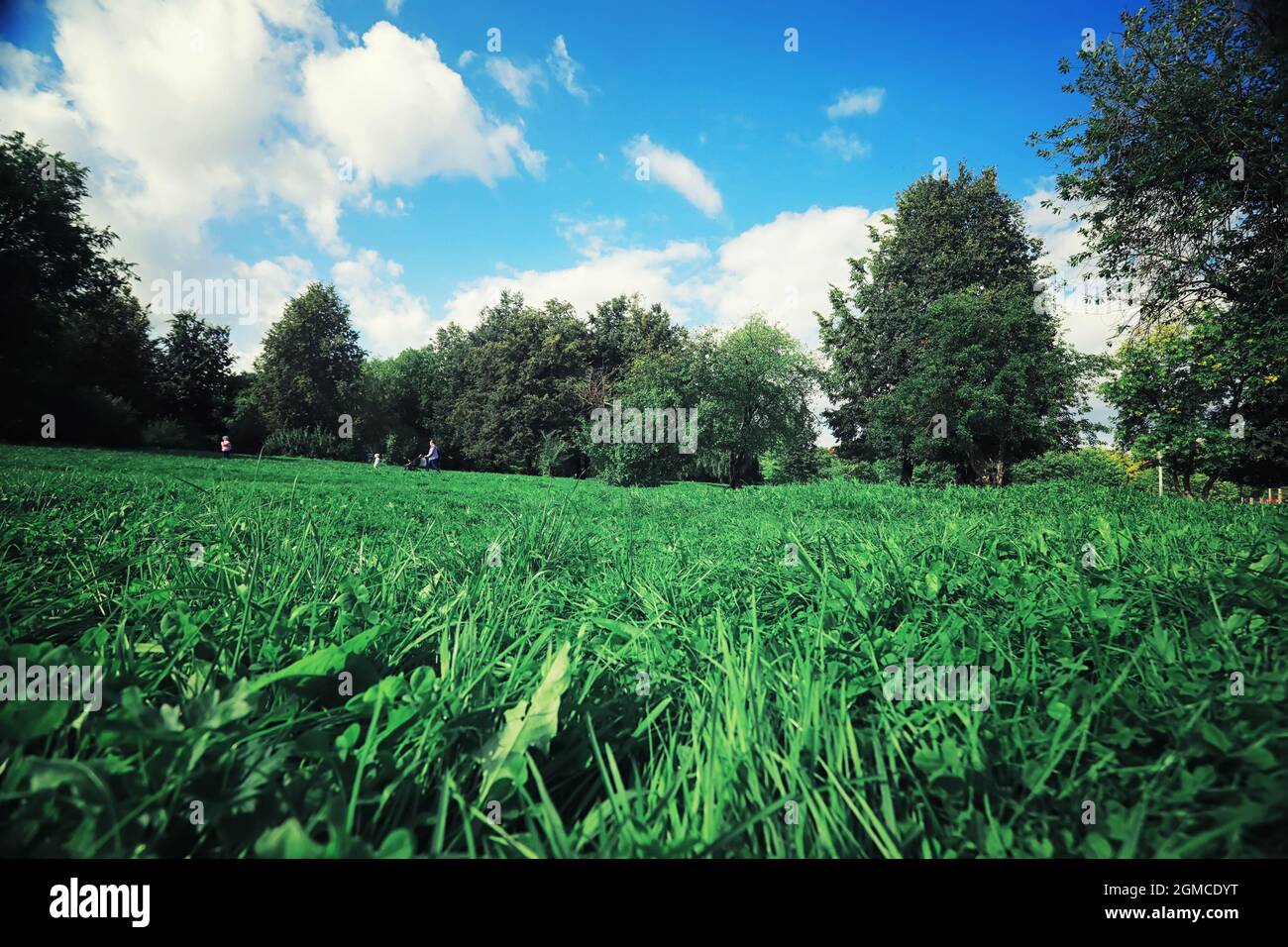 Bright spring greens at dawn in the forest. Nature comes to life in ...