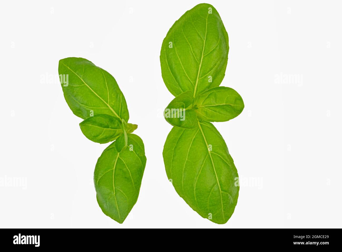 Fresh basil leaves isolated on a white background with clipping path ...
