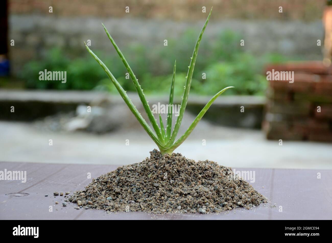 closeup the green ripe aloe vera plants seedling in the sand over out ...
