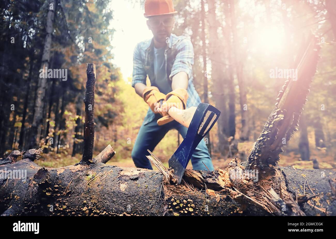 Male worker with ax chopping a tree in the forest Stock Photo - Alamy