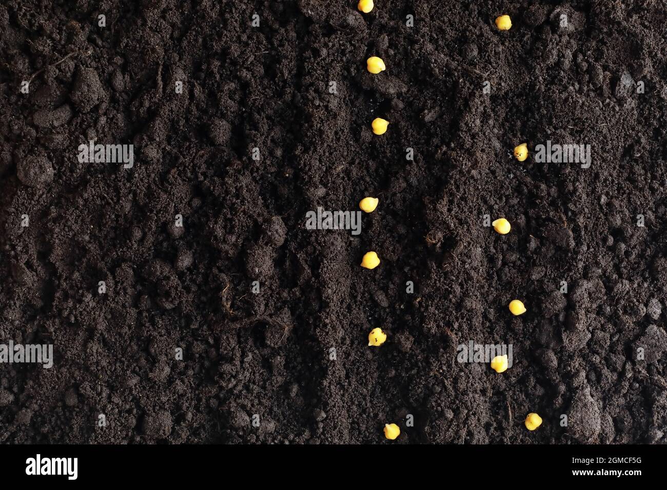 Seeds in the ground. Seed preparation for planting in the spring ...