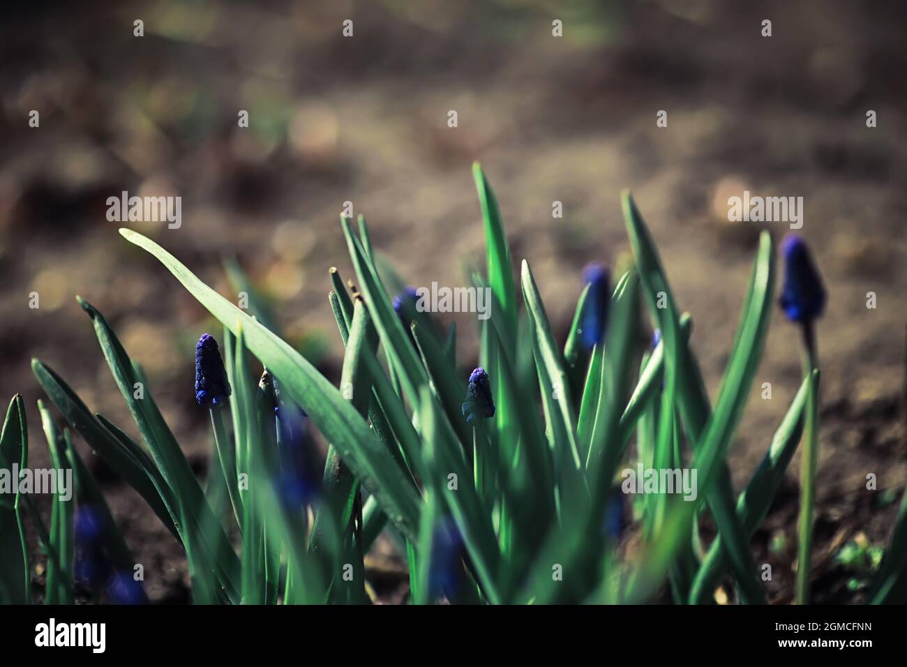 Bright spring greens at dawn in the forest. Nature comes to life in ...