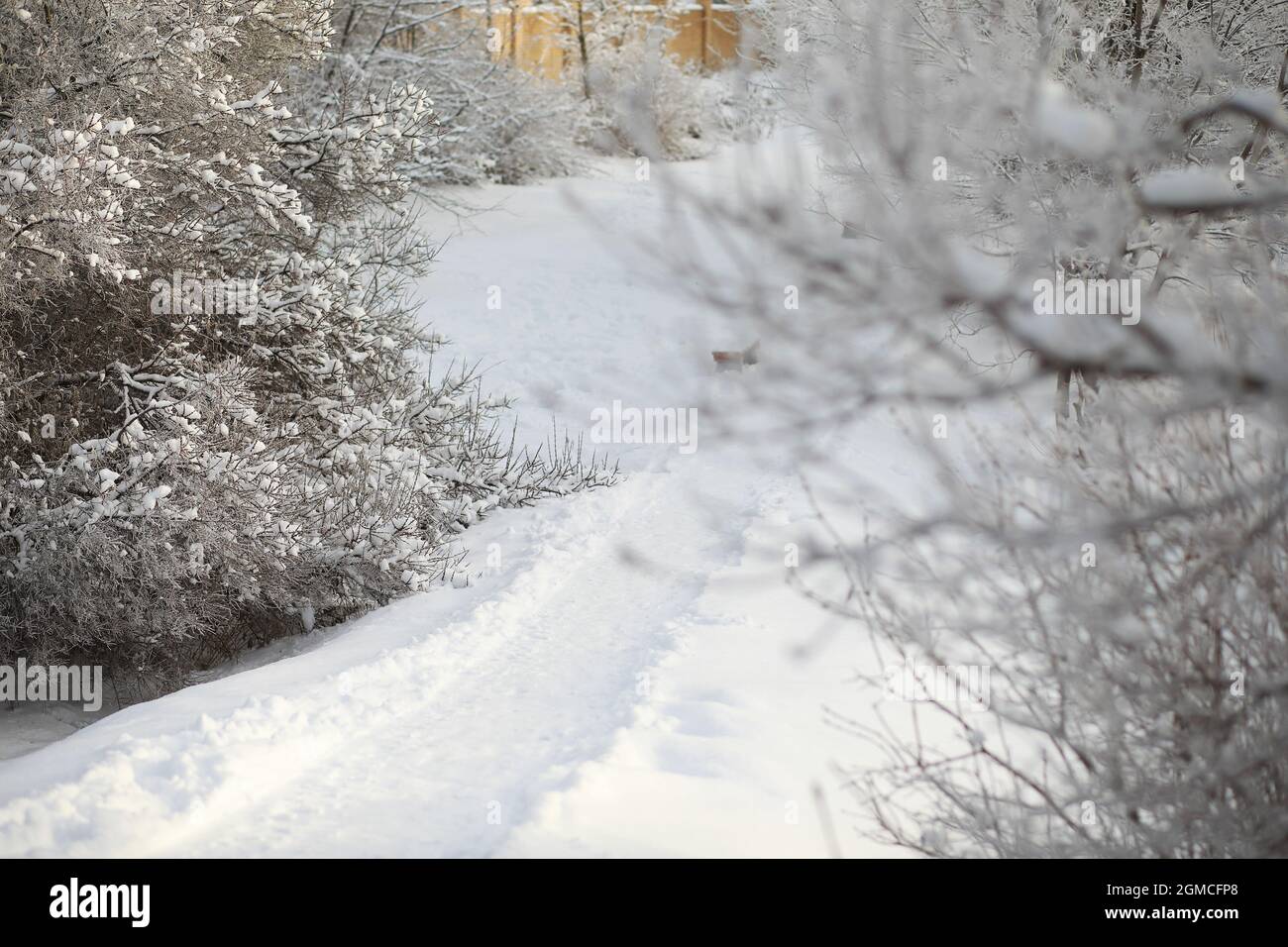 Winter Park. Landscape in snowy weather. January day Stock Photo - Alamy